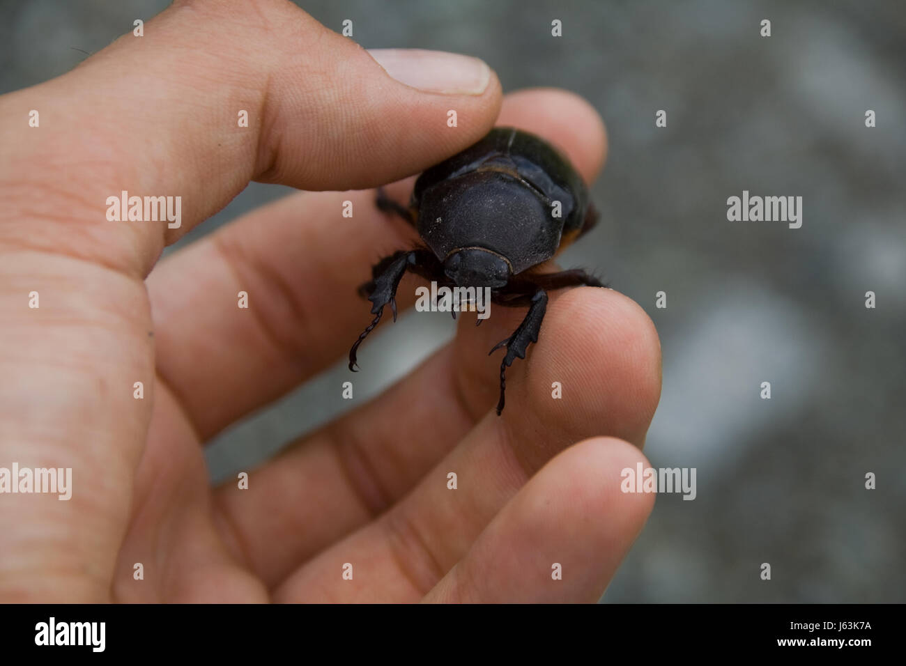 Scarab beetle costa rica hi-res stock photography and images - Alamy