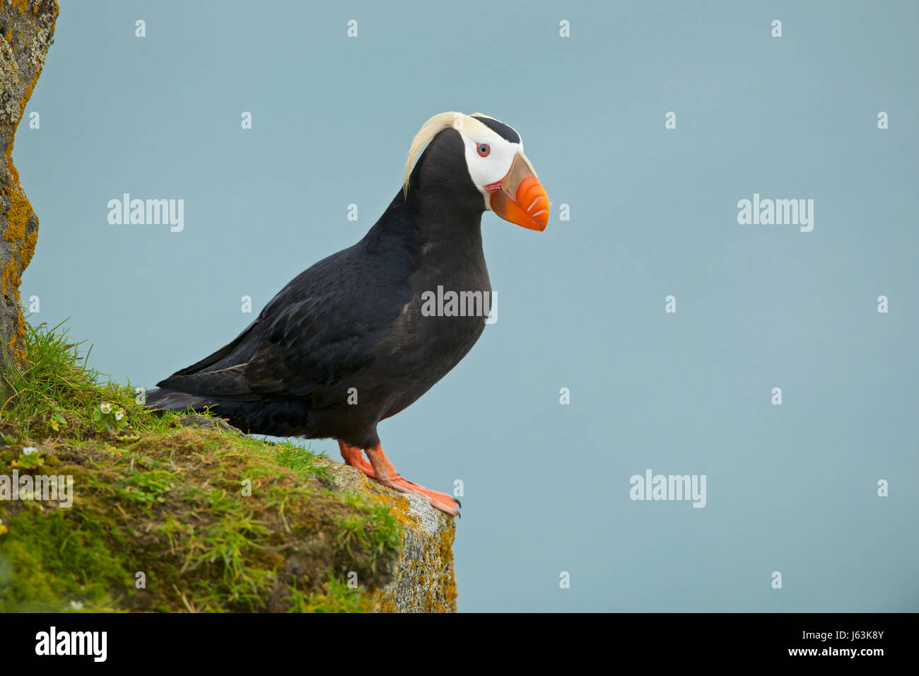 tufted puffin (Fratercula cirrhata), Alaska, Pribilof Islands, Bearing ...
