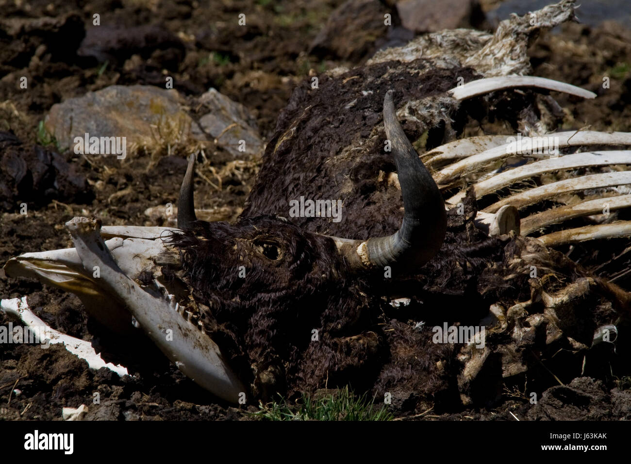 death die bull horn cow kill rotten murder rot danger health ...