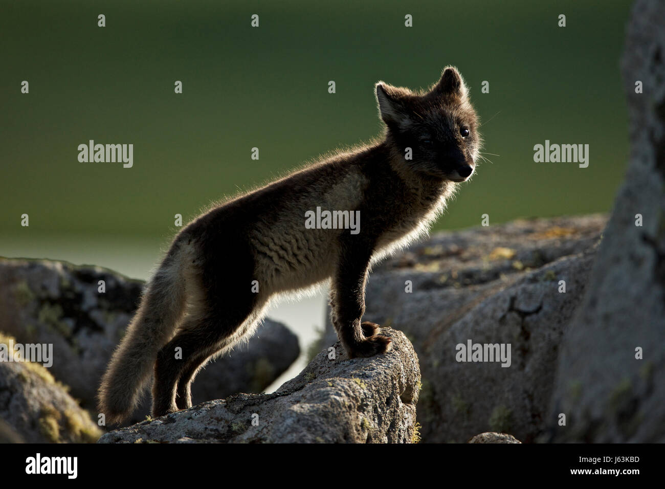 Vulpes lagopus pribilofensis hi-res stock photography and images - Alamy