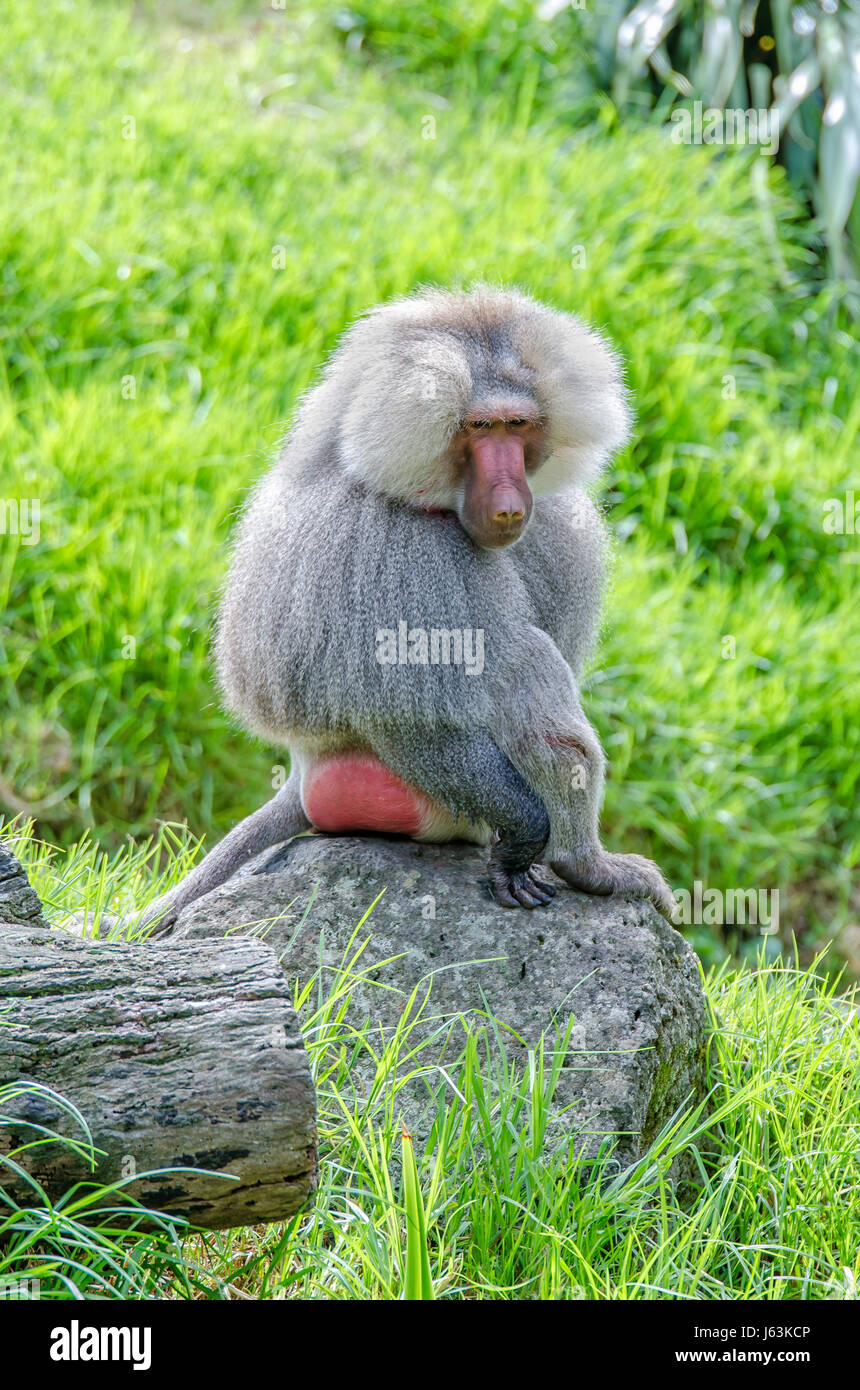 Hamadryas baboon sitting on the rock Stock Photo - Alamy