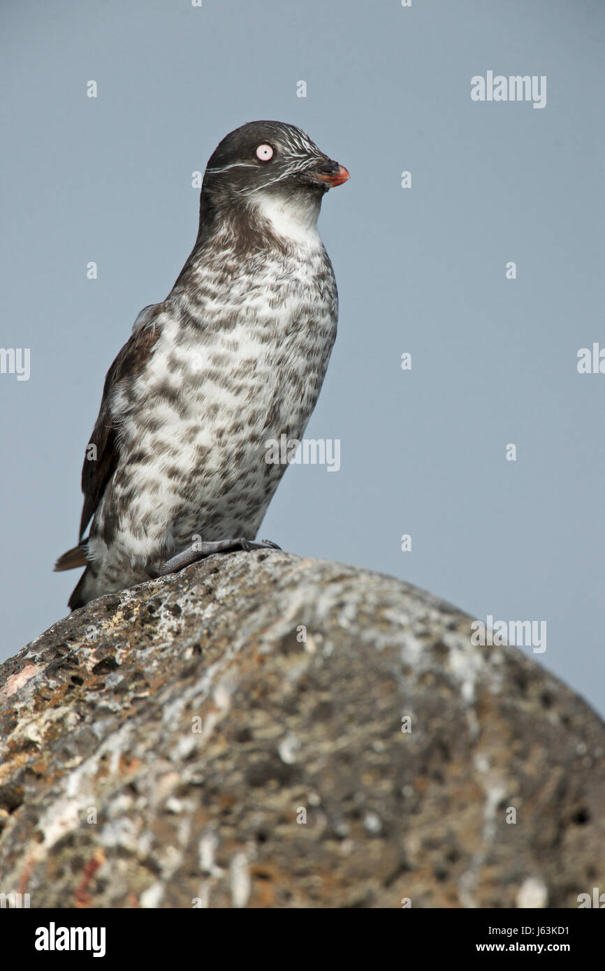 least auklet (Aethia pusilla Stock Photo - Alamy