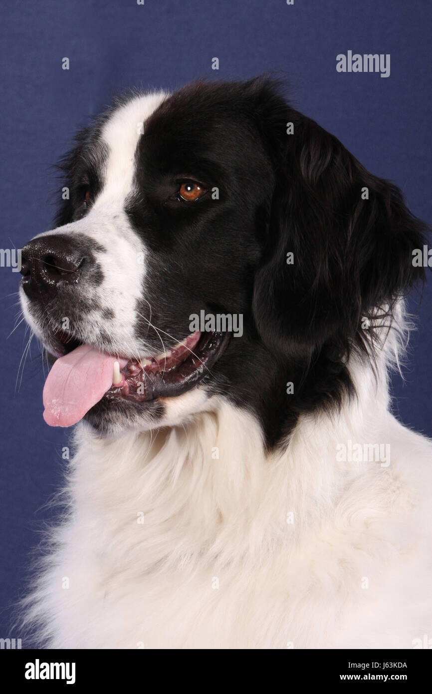 Farm animals dogs hi-res stock photography and images - Alamy