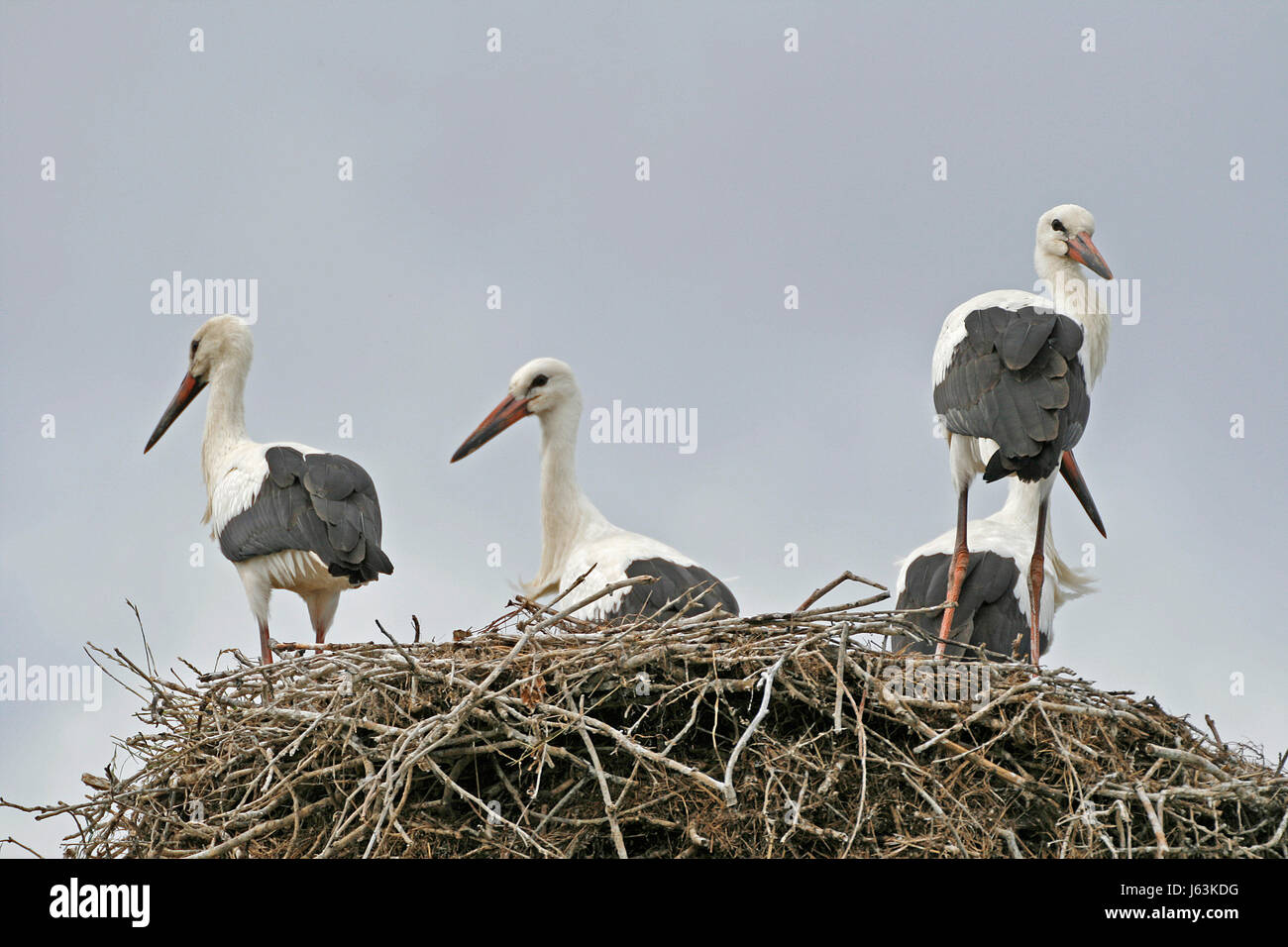 legs wing stork claws legs blue black swarthy jetblack deep black blank ...