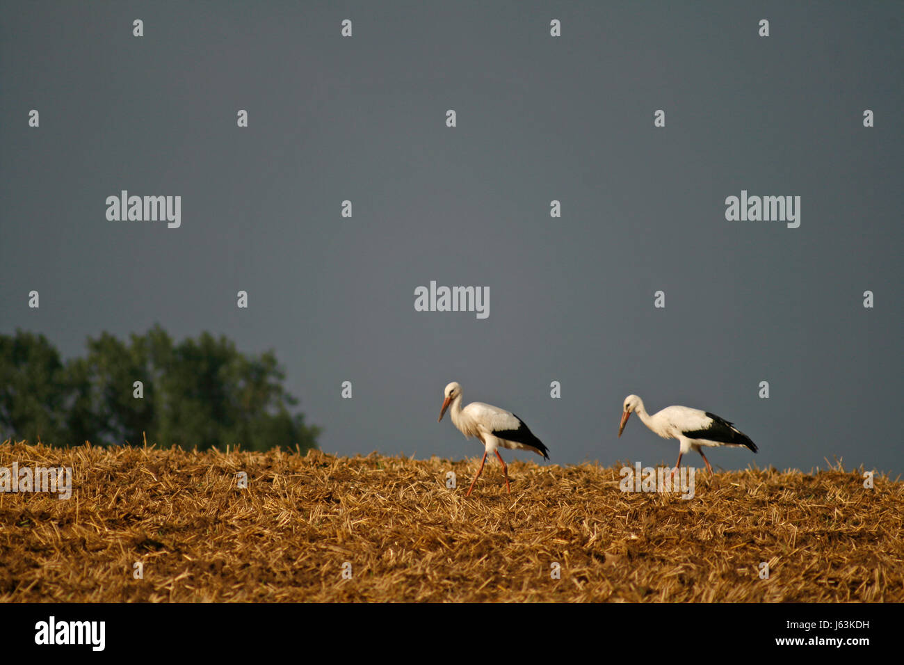 green stork storks meadow firmament sky grass lawn legs blue food ...