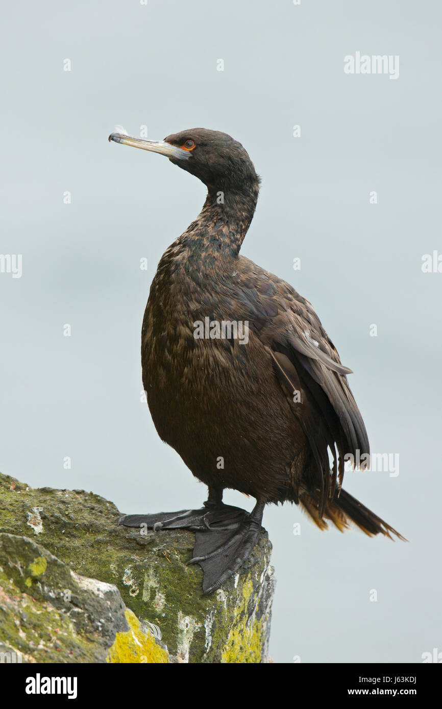 Red-faced Cormorant, Phalacrocorax urile Stock Photo - Alamy