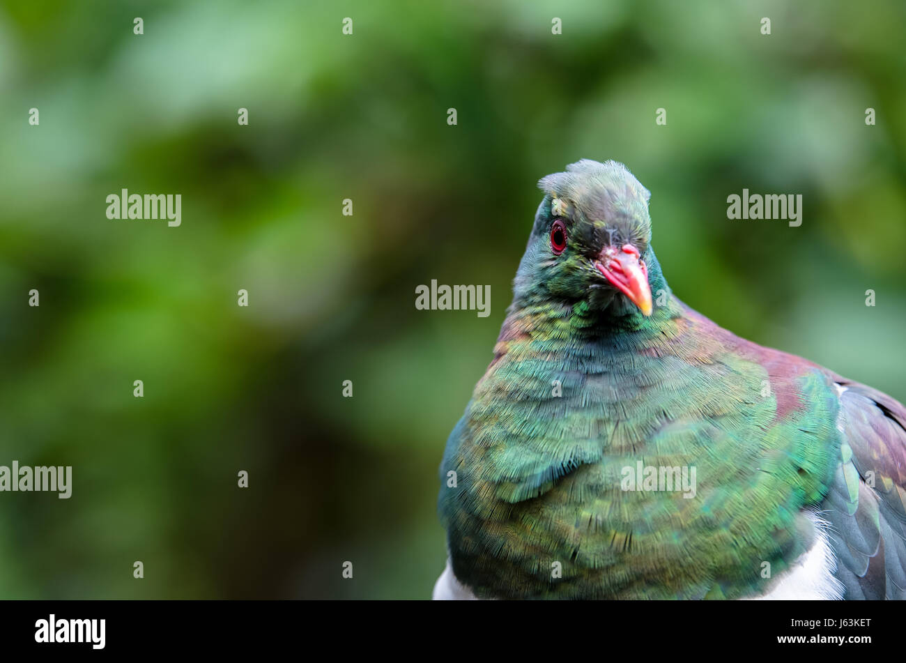 New zealand native pigeon hi-res stock photography and images - Alamy