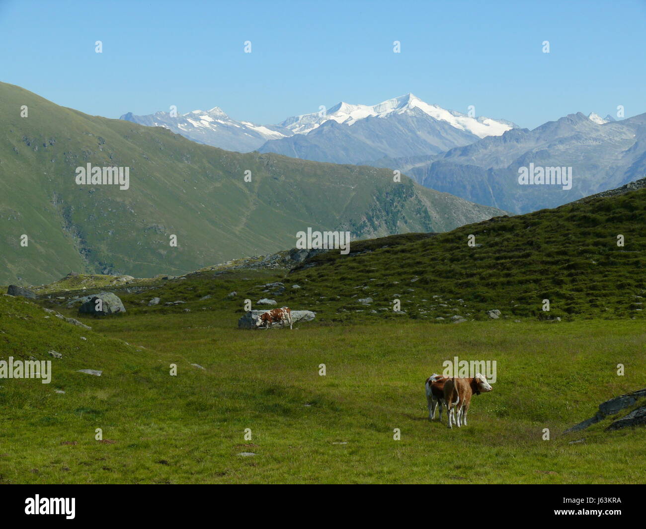 Pinzgau cattle hi-res stock photography and images - Alamy