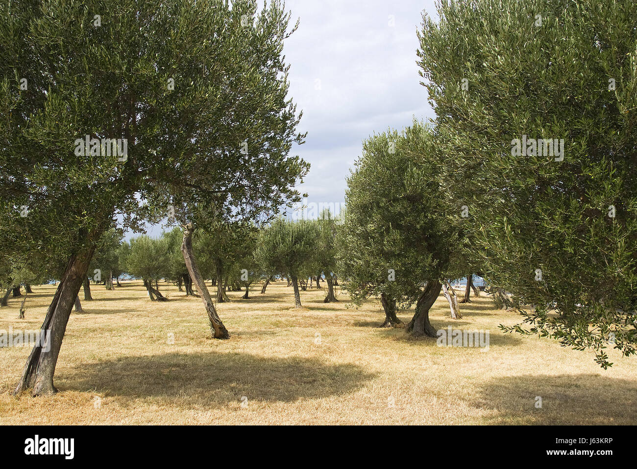 Olivenlplantage hi-res stock photography and images - Alamy