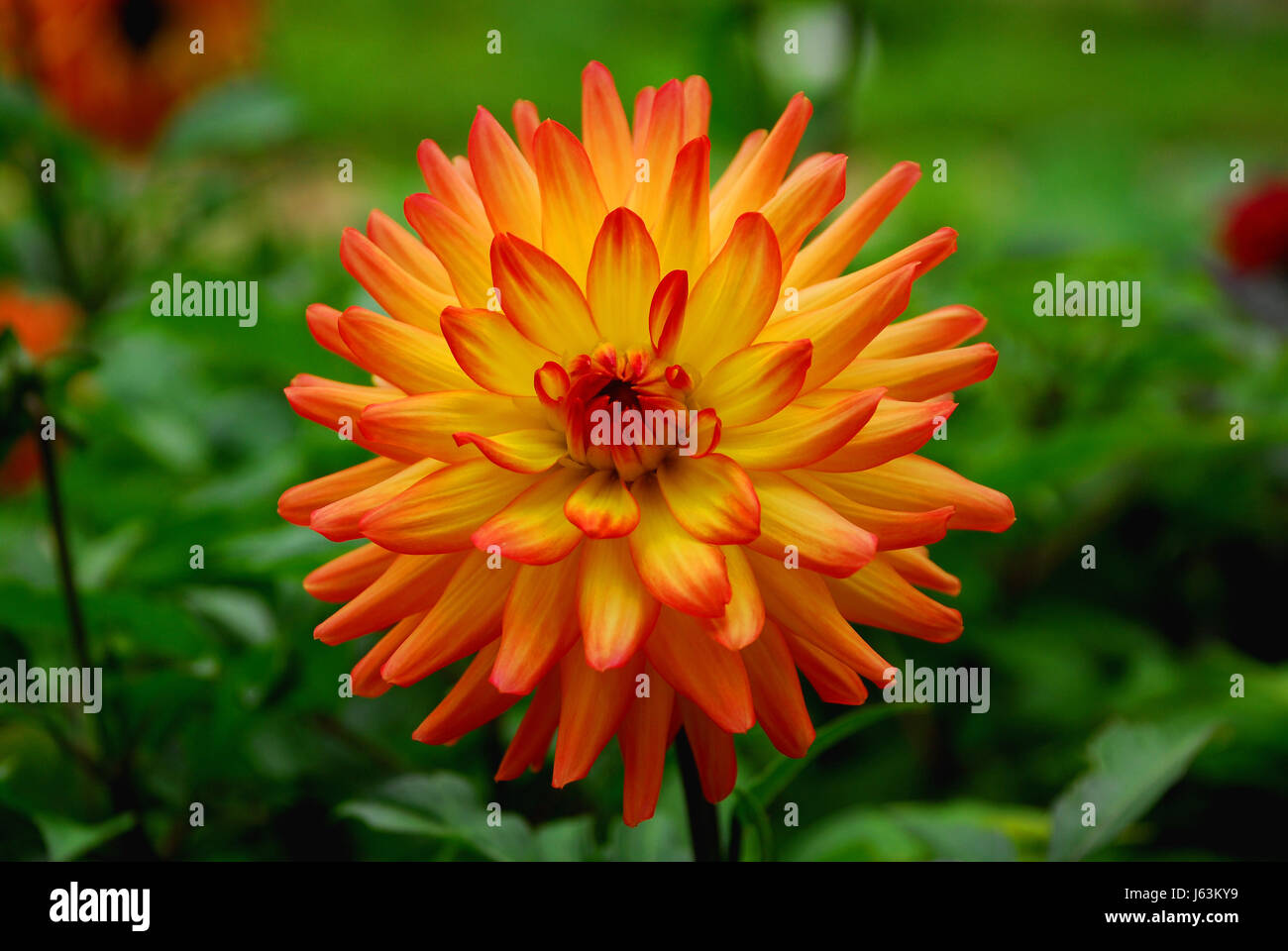 little princess dahlia Stock Photo - Alamy