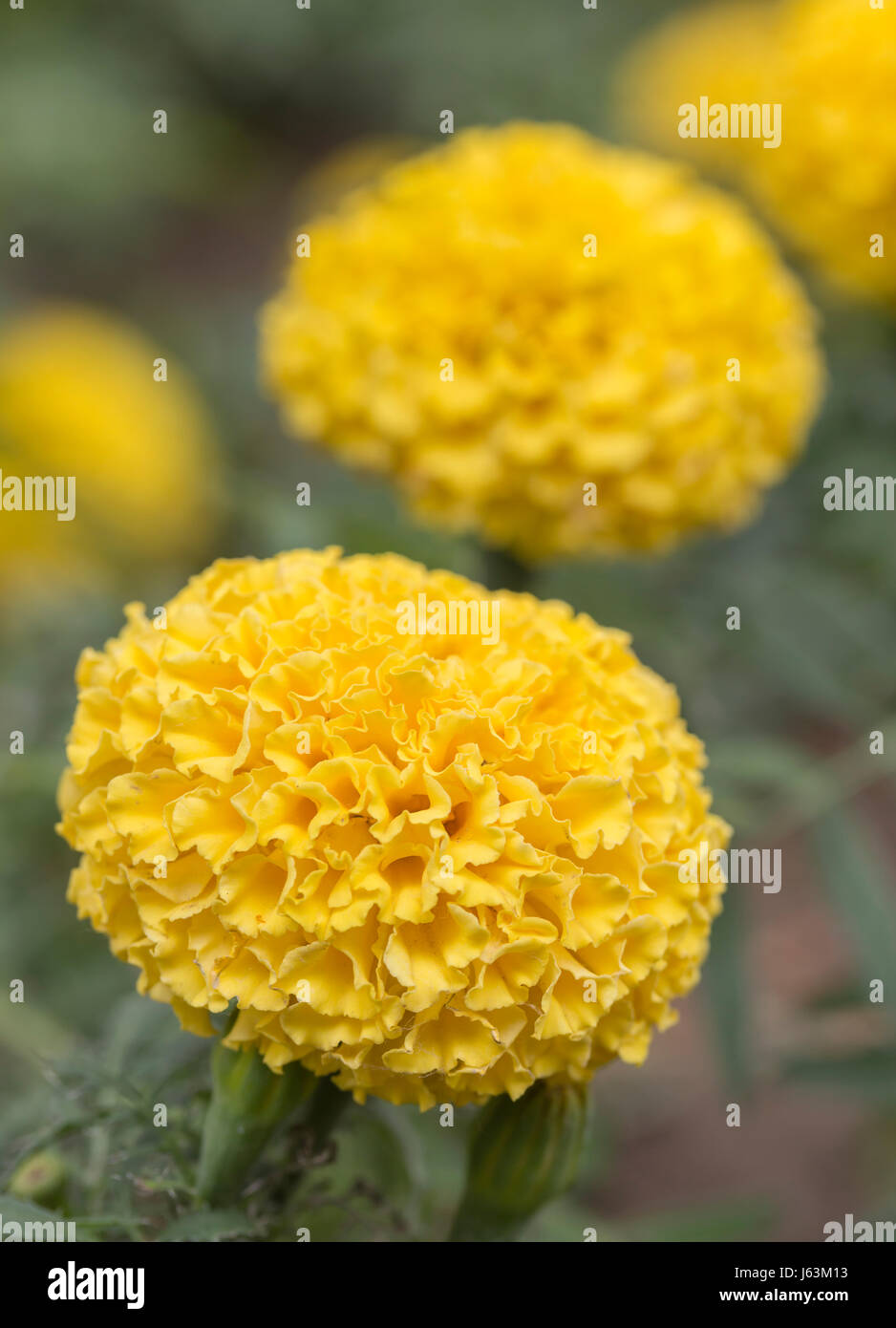 Marigold flowers blooming in nature Stock Photo - Alamy