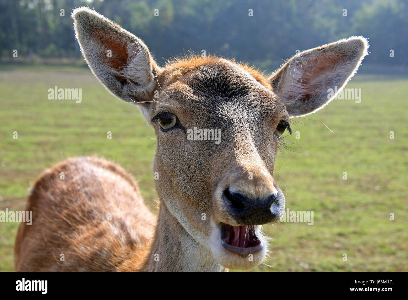 Naturwaldwiese hi-res stock photography and images - Alamy