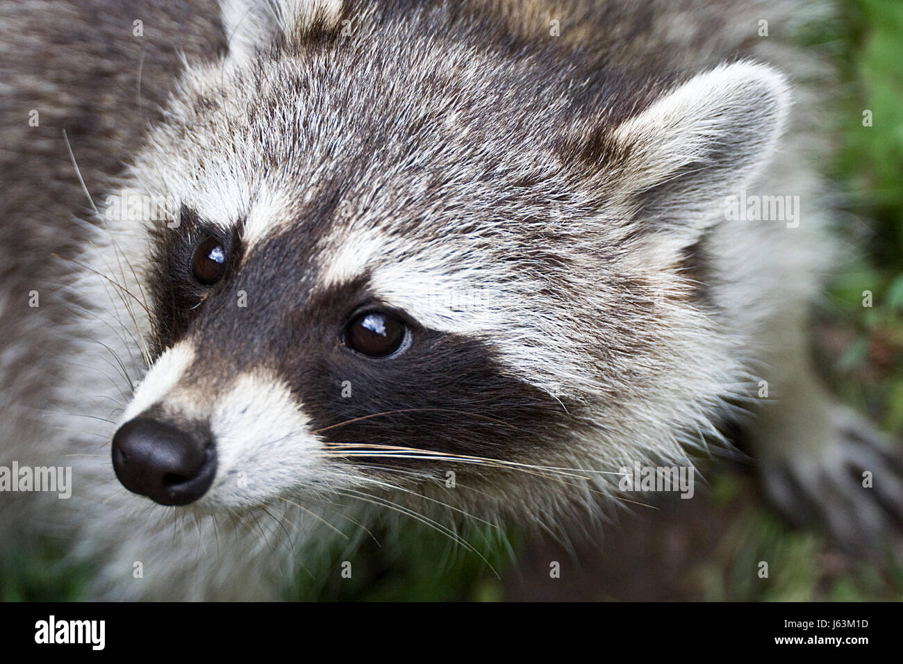 animal north america wild animal wild fur predator fur bearing animal ...