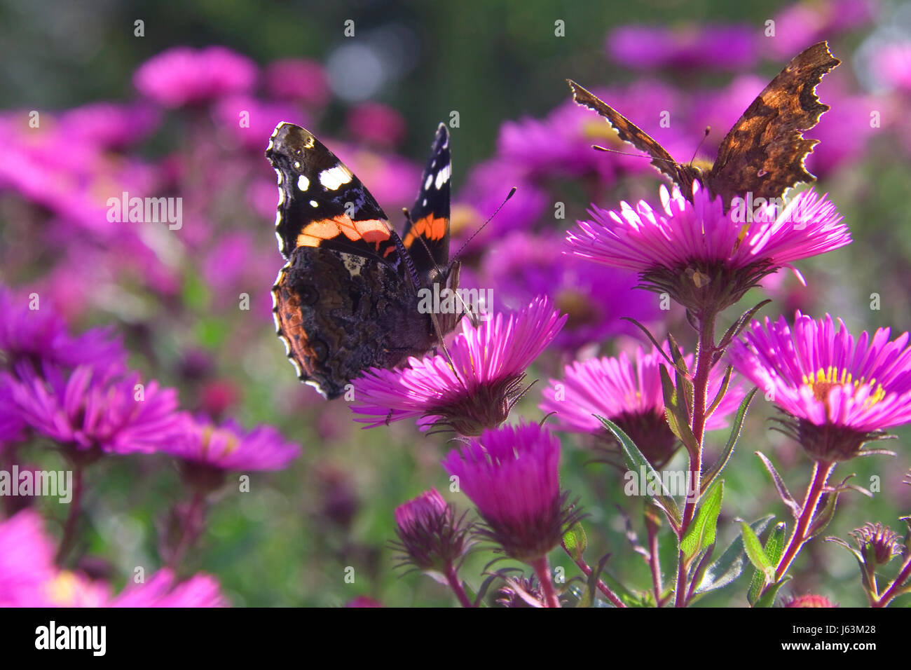 butterfly admiral flower plant butterfly admiral shrub c-falter ...
