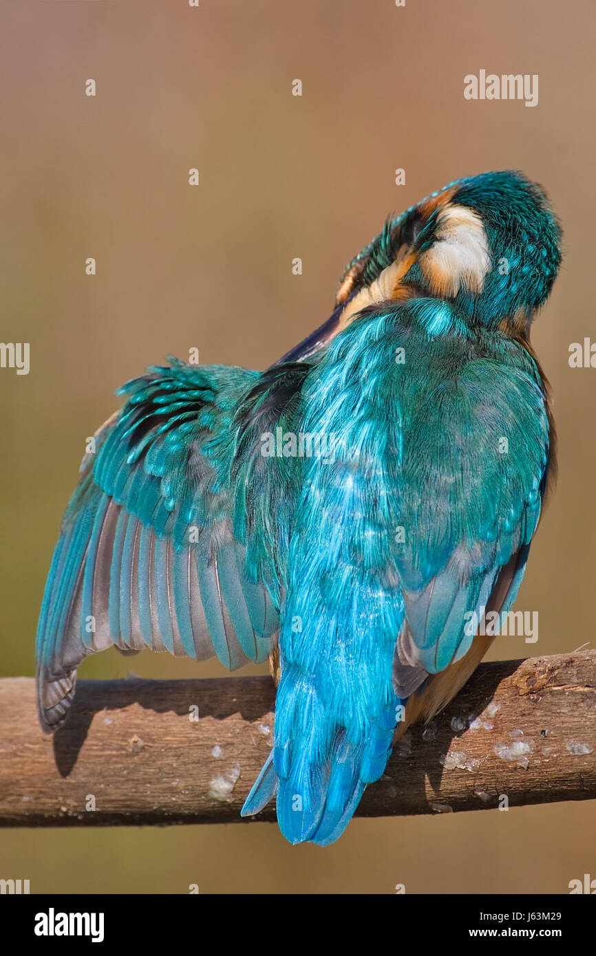 bird birds kingfisher kingfishers blue colour bird birds stream ...