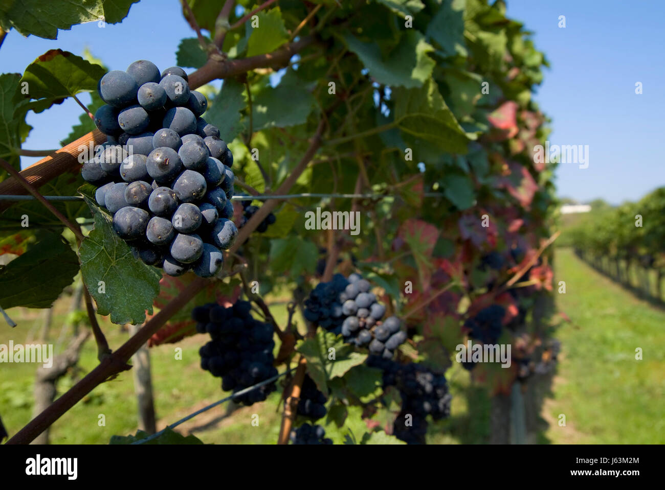 grapes wine red wine vines vine grape vine grape-vine drunken ...