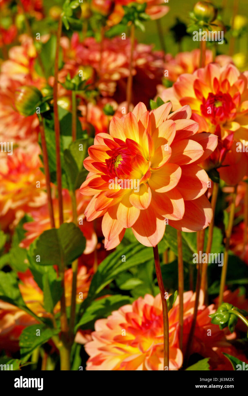 bloom blossom flourish flourishing flower flowers plant flora dahlia ...