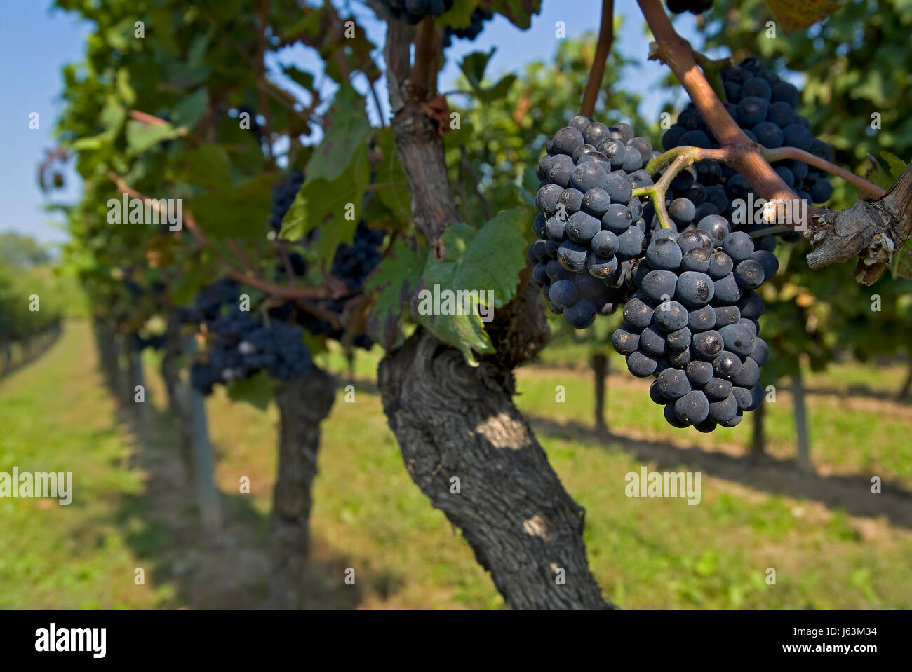 wine red wine vines vine grape vine grape-vine drunken alcoholized ...
