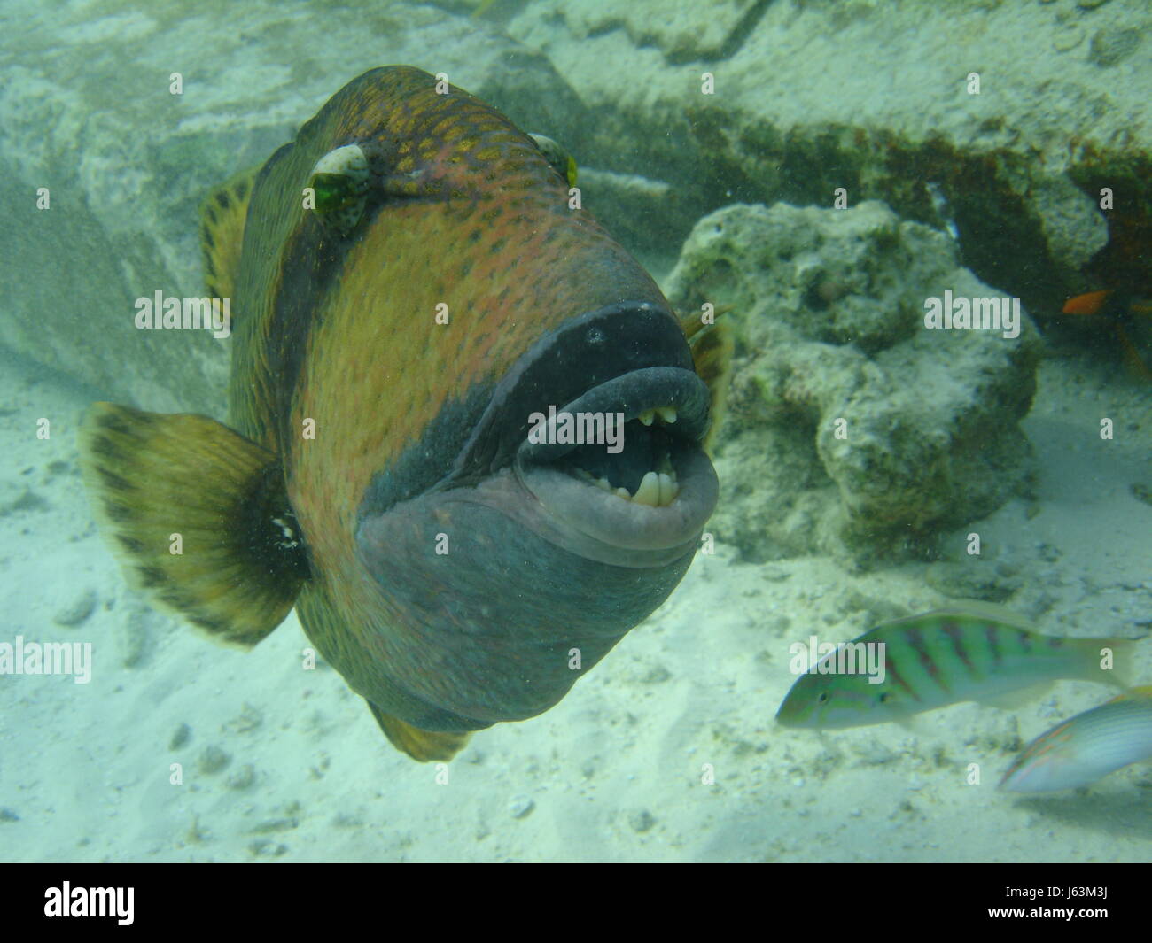 Triggerfish teeth hi-res stock photography and images - Alamy