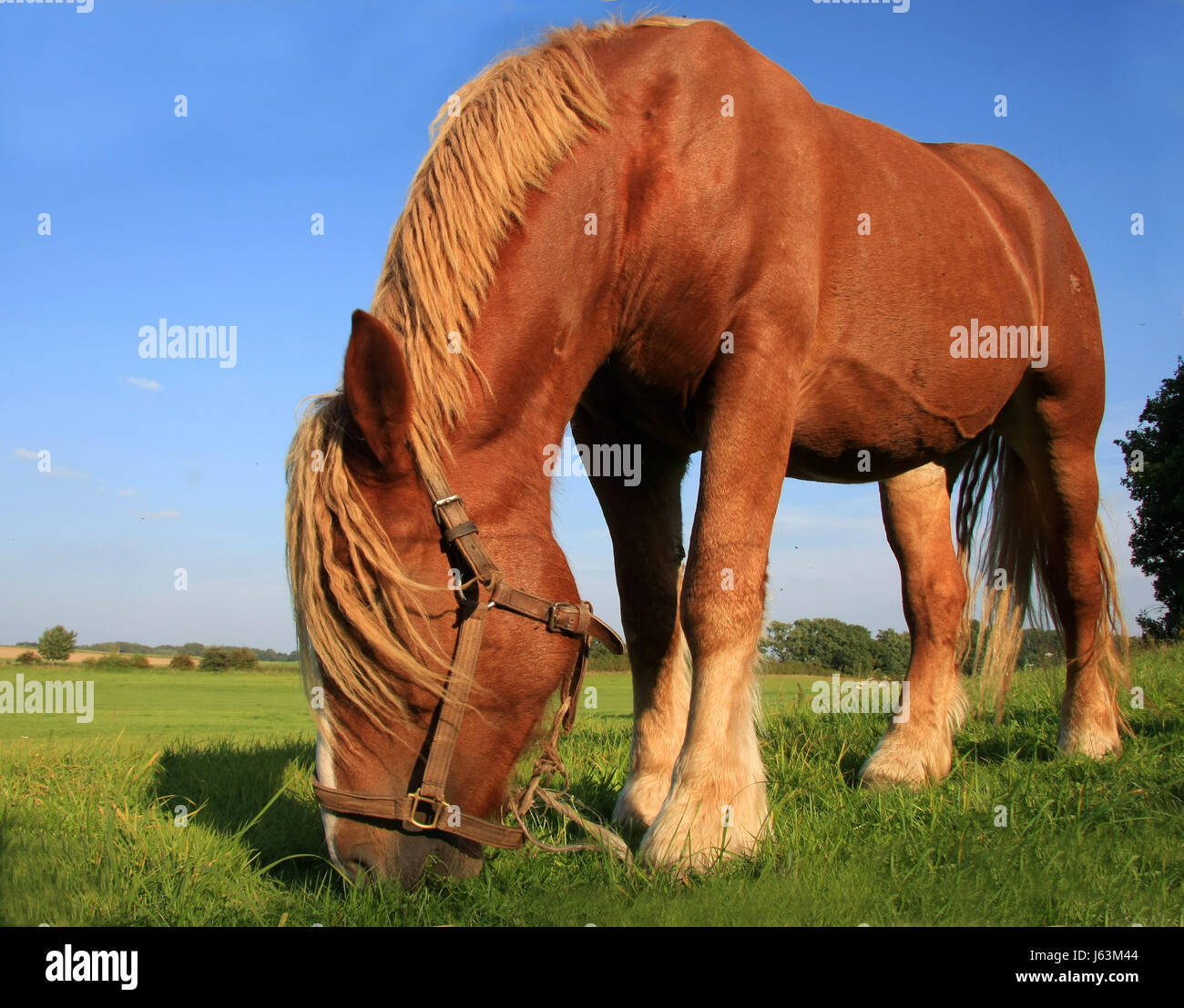horse to gorge engulf devour haflinger horse breed horse breeding race ...