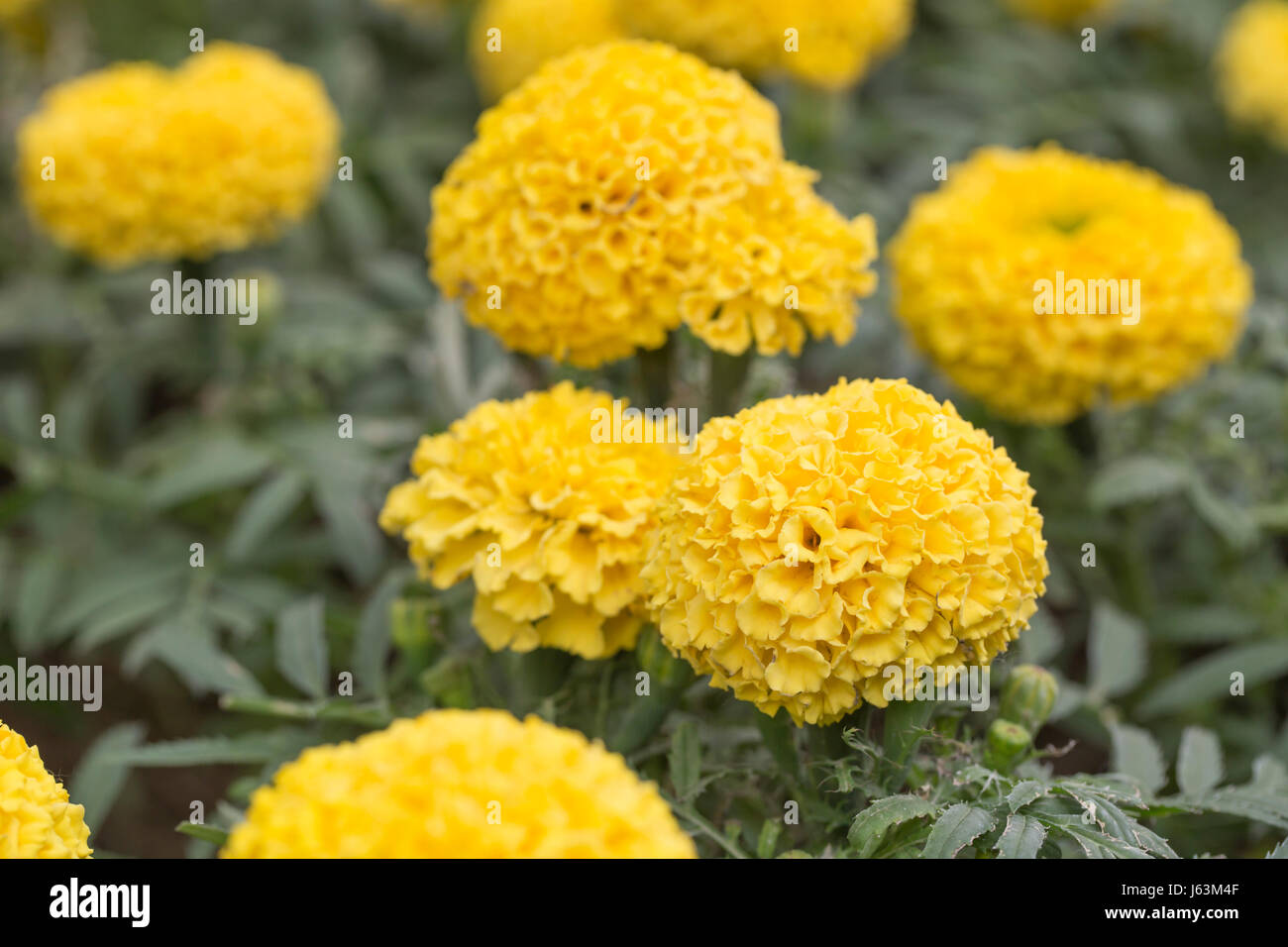 Marigold flowers blooming in nature Stock Photo - Alamy