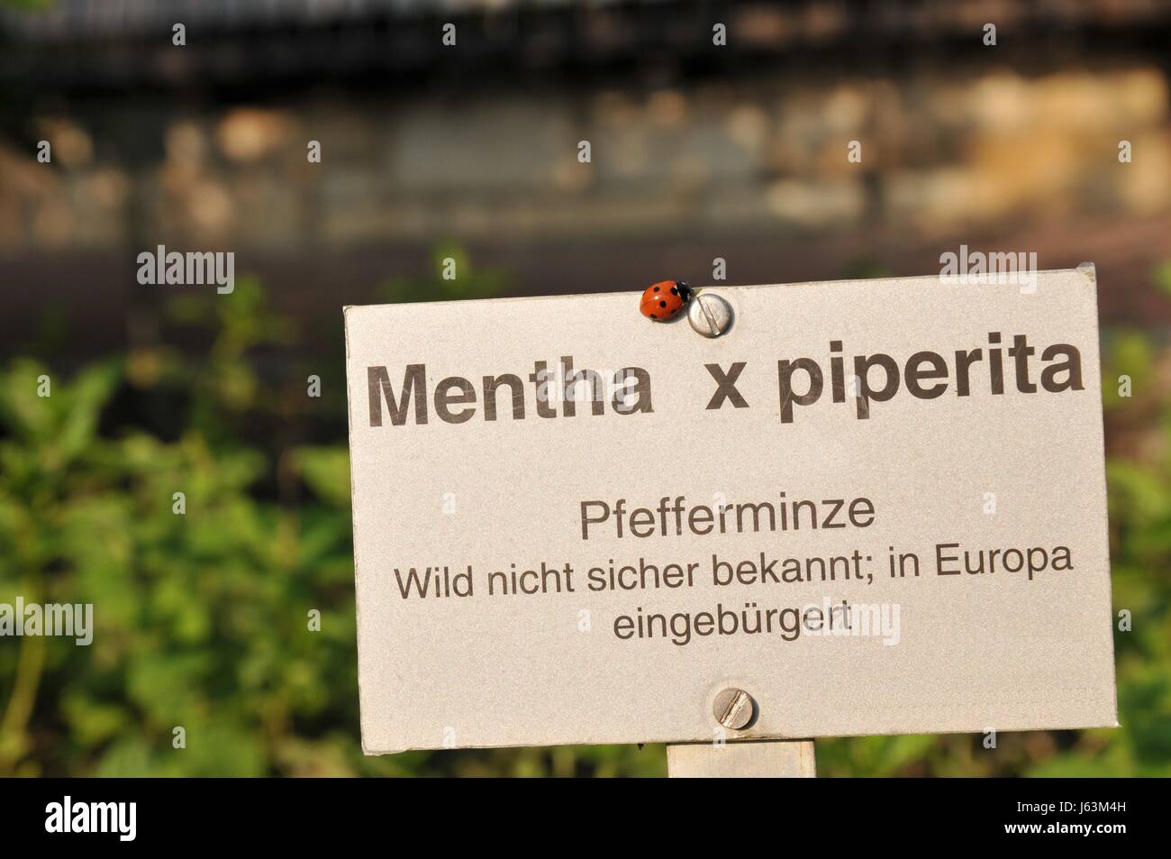 beetle signposts peppermint shield ladybug animals beetle signposts ...