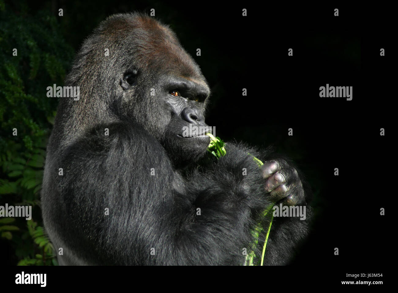 profile to gorge engulf devour gorilla giant elementary power power ...