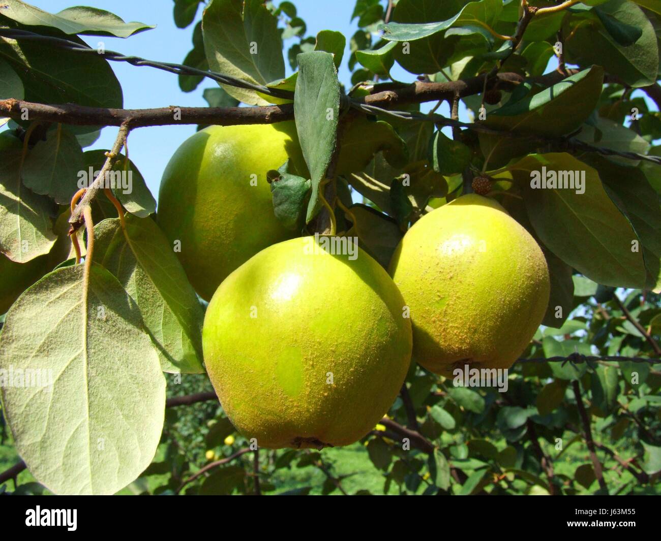 Quinces turkey hi-res stock photography and images - Alamy