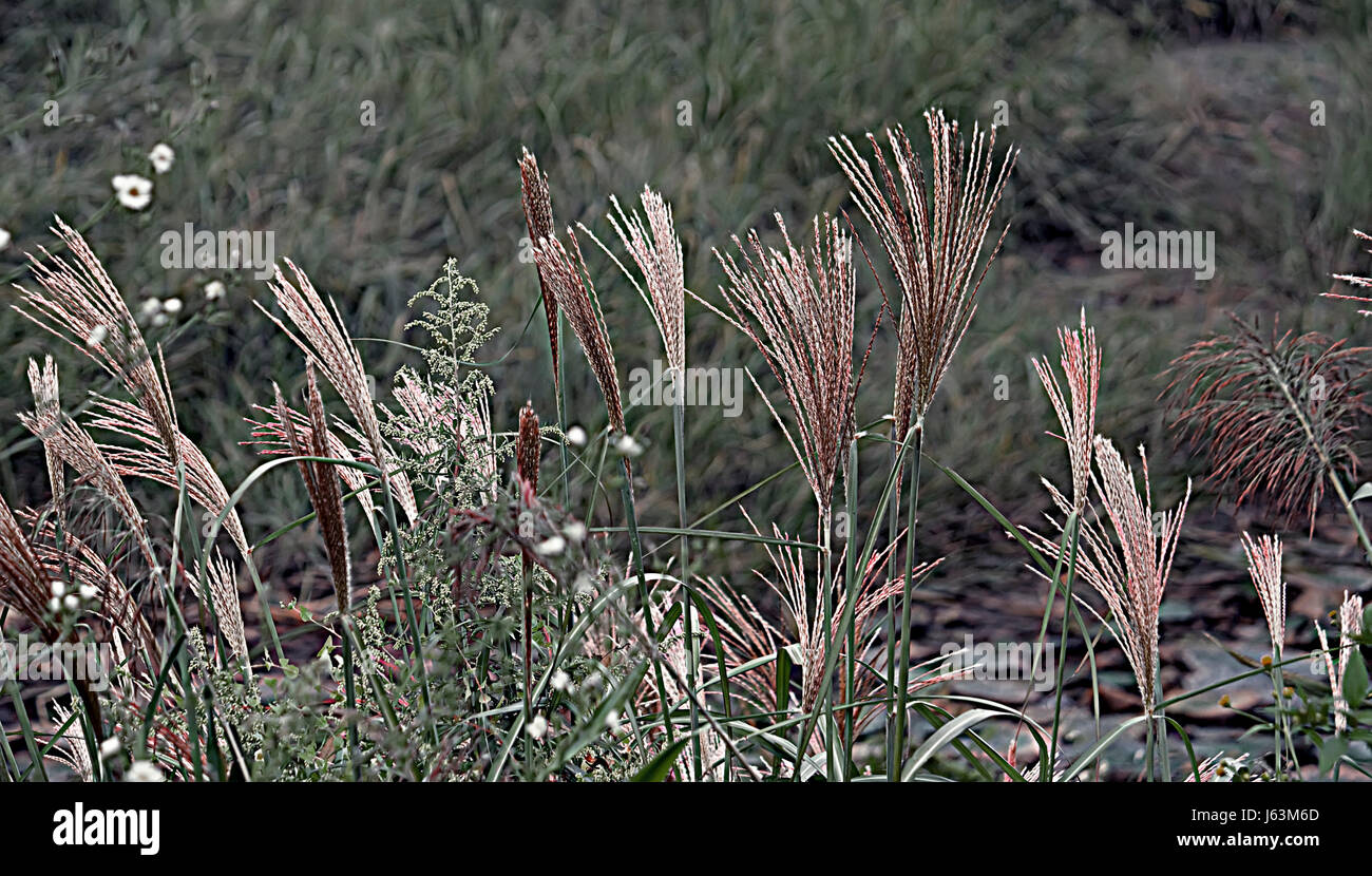 mountains swamp conservation of nature lotus korea water lilies pool ...