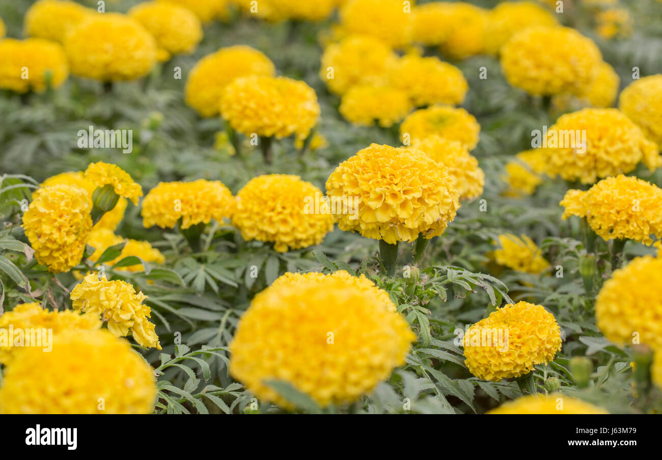 Marigold flowers blooming in nature Stock Photo - Alamy
