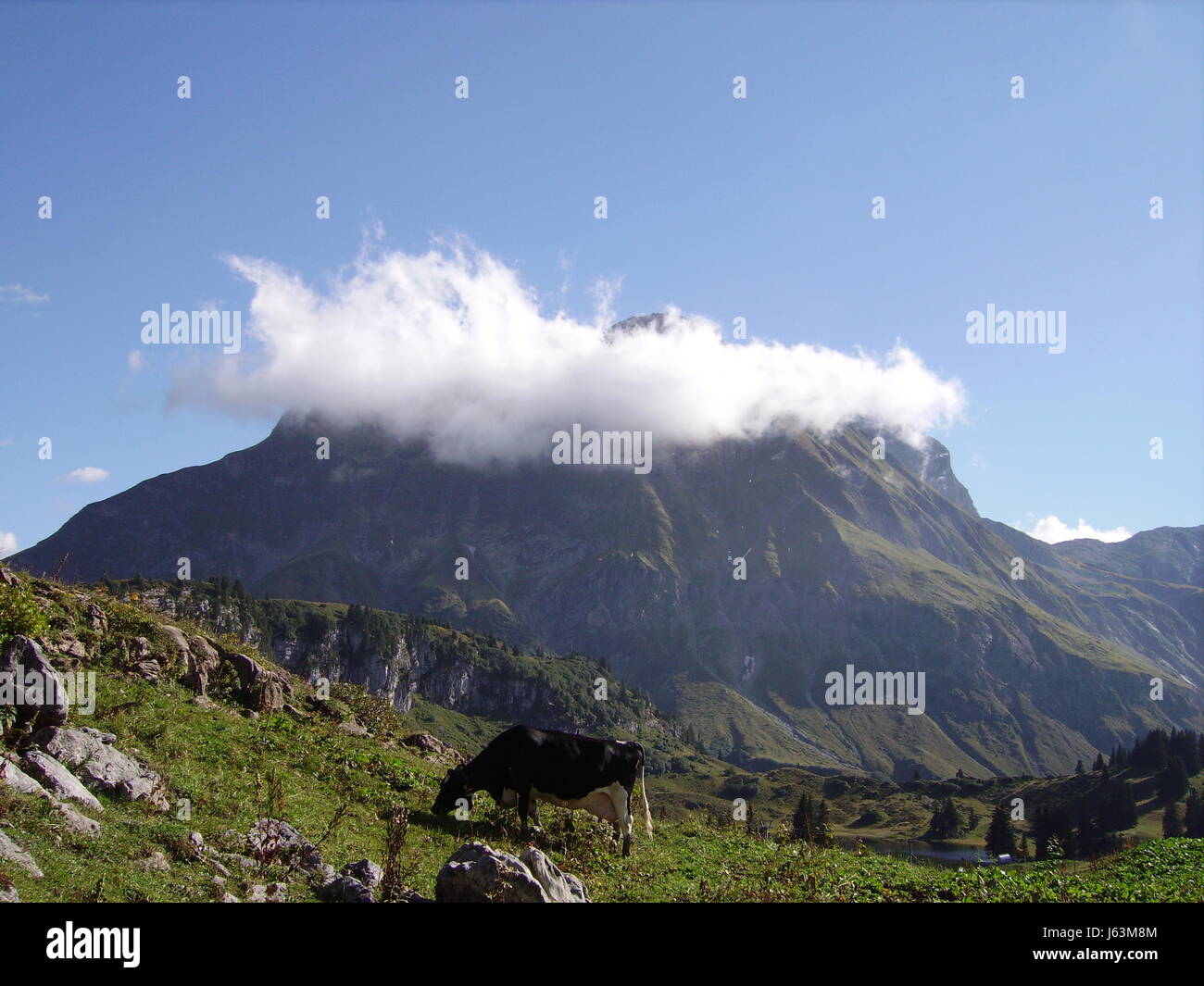 almwiese with milchkuh Stock Photo - Alamy