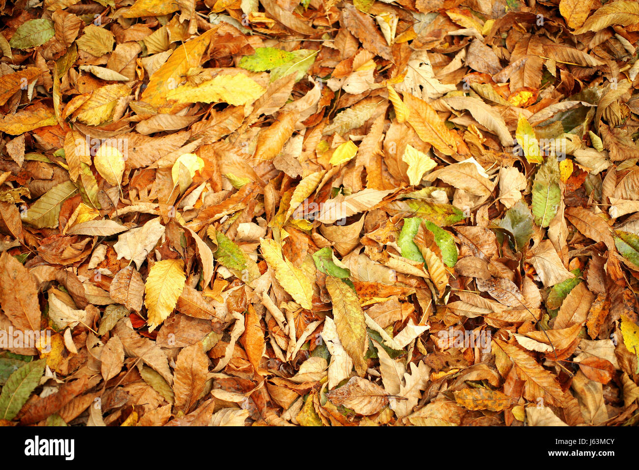 leaf environment enviroment leaves season backdrop background foliage ...