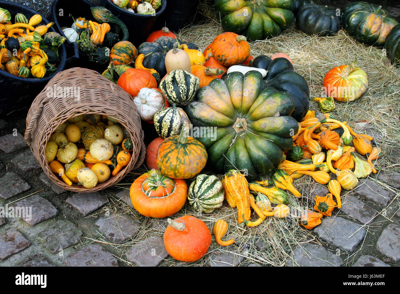 vegetable halloween pumpkin melon orange courgette zucchini food ...