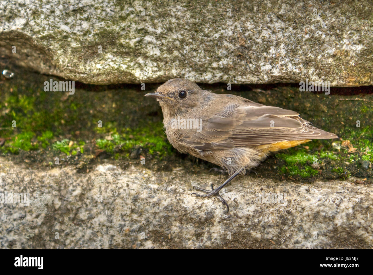 animal bird birds singing-bird bobolinks female hausrotschwanz ...