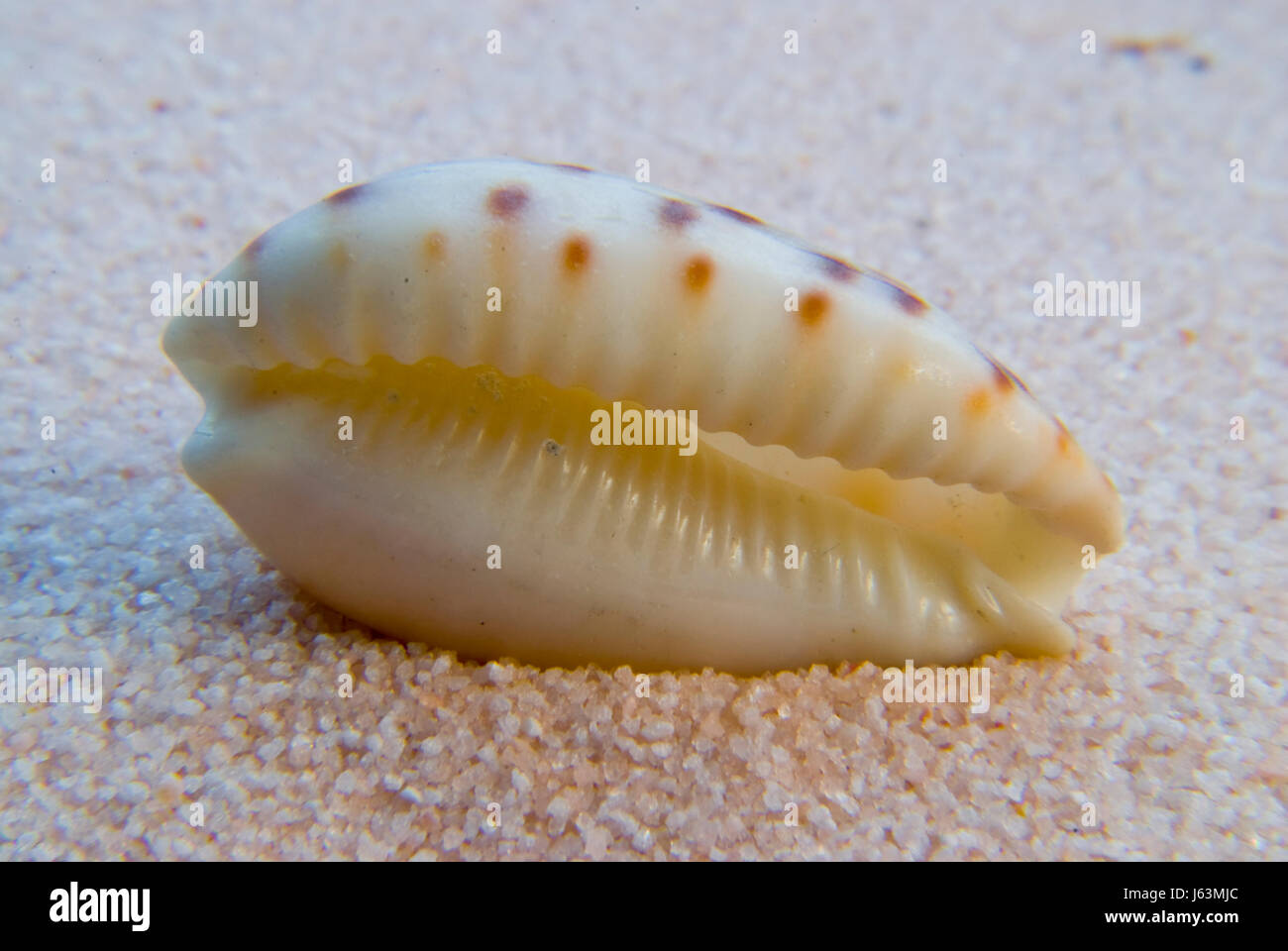 shell snail cabinet housing animal mollusc animals beach seaside the ...