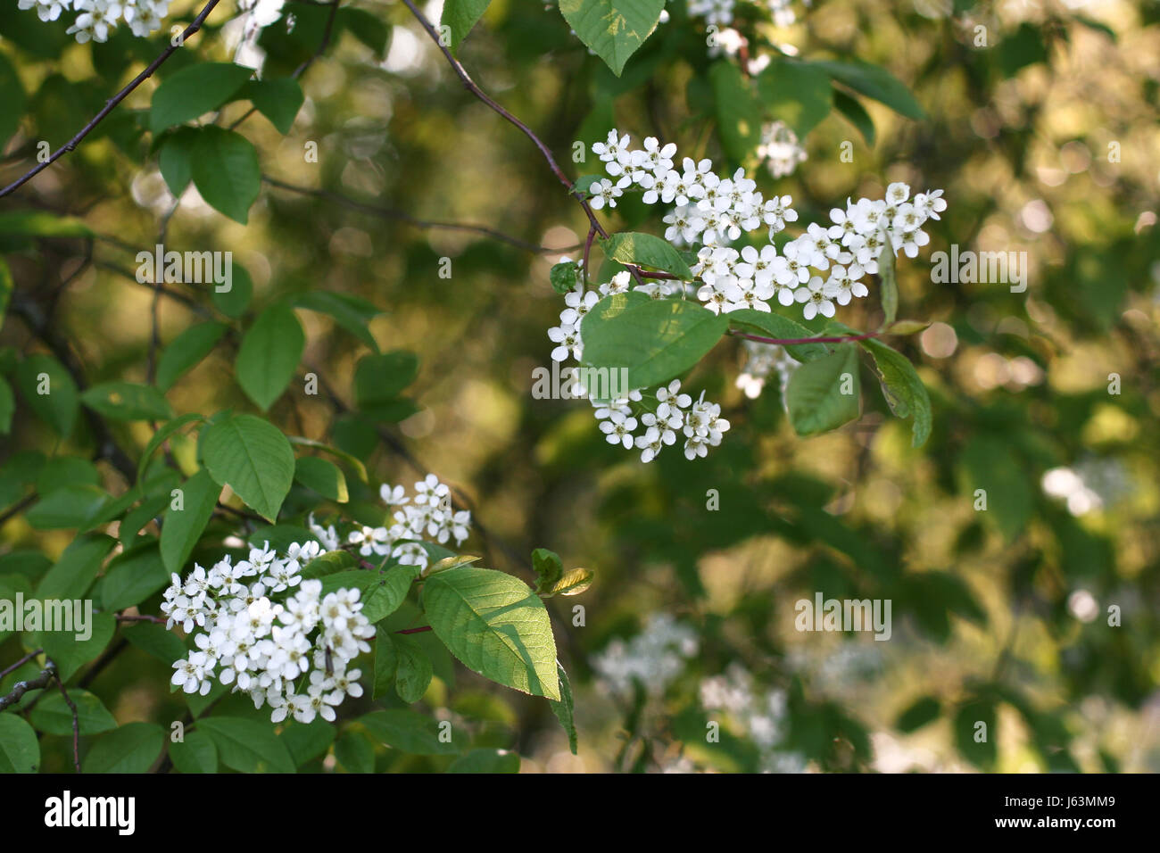 green leaves forest tree flower plant green bloom blossom flourish ...