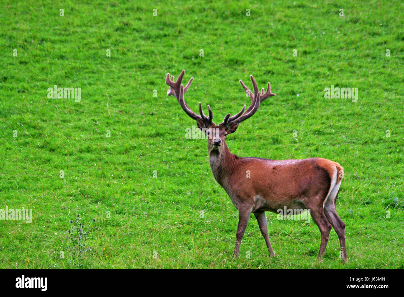 animal wild male masculine horns deer stag antlers of a stag meadow ...