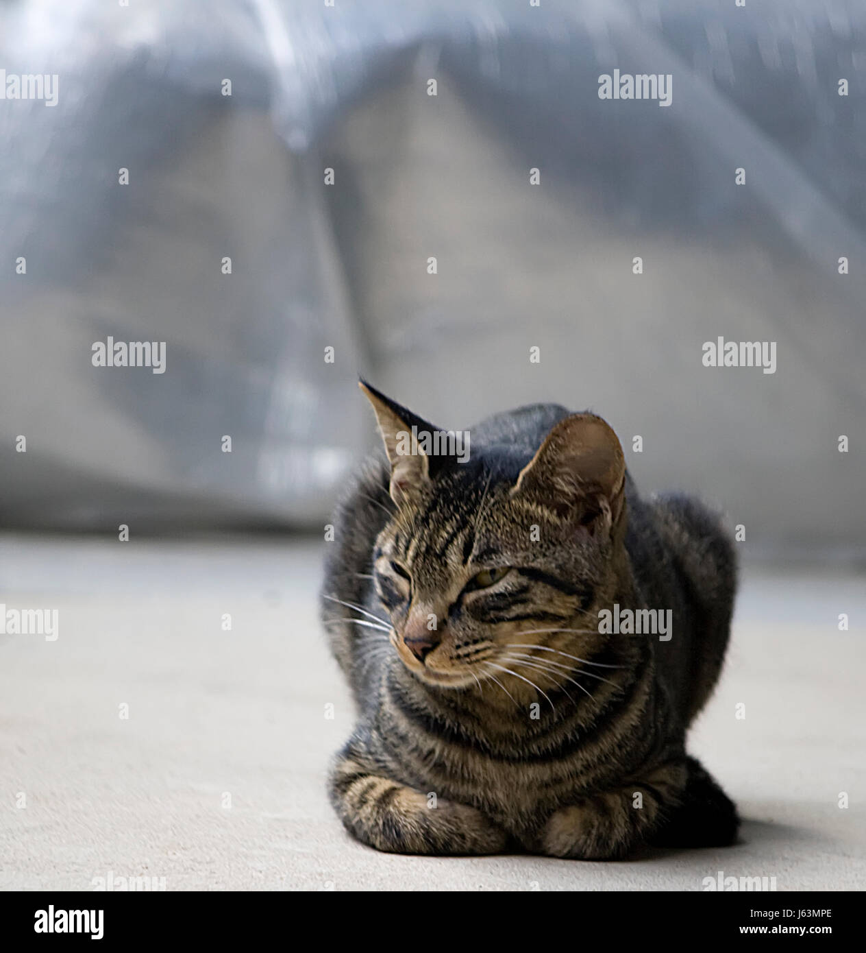 Bright forma hi-res stock photography and images - Alamy
