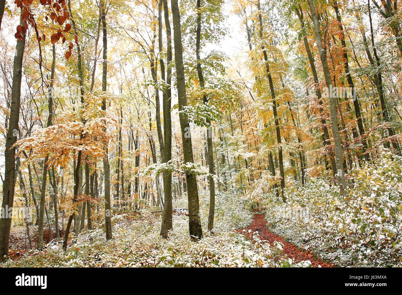 tree trees frost deciduous forest path way snow forest fall autumn book ...