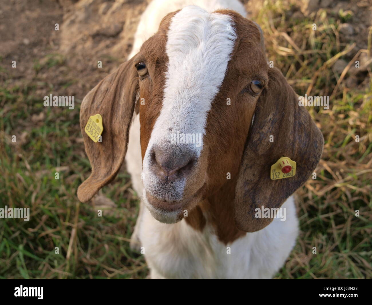 goat farm animal willow pet agriculture farming goat gate farm animal ...