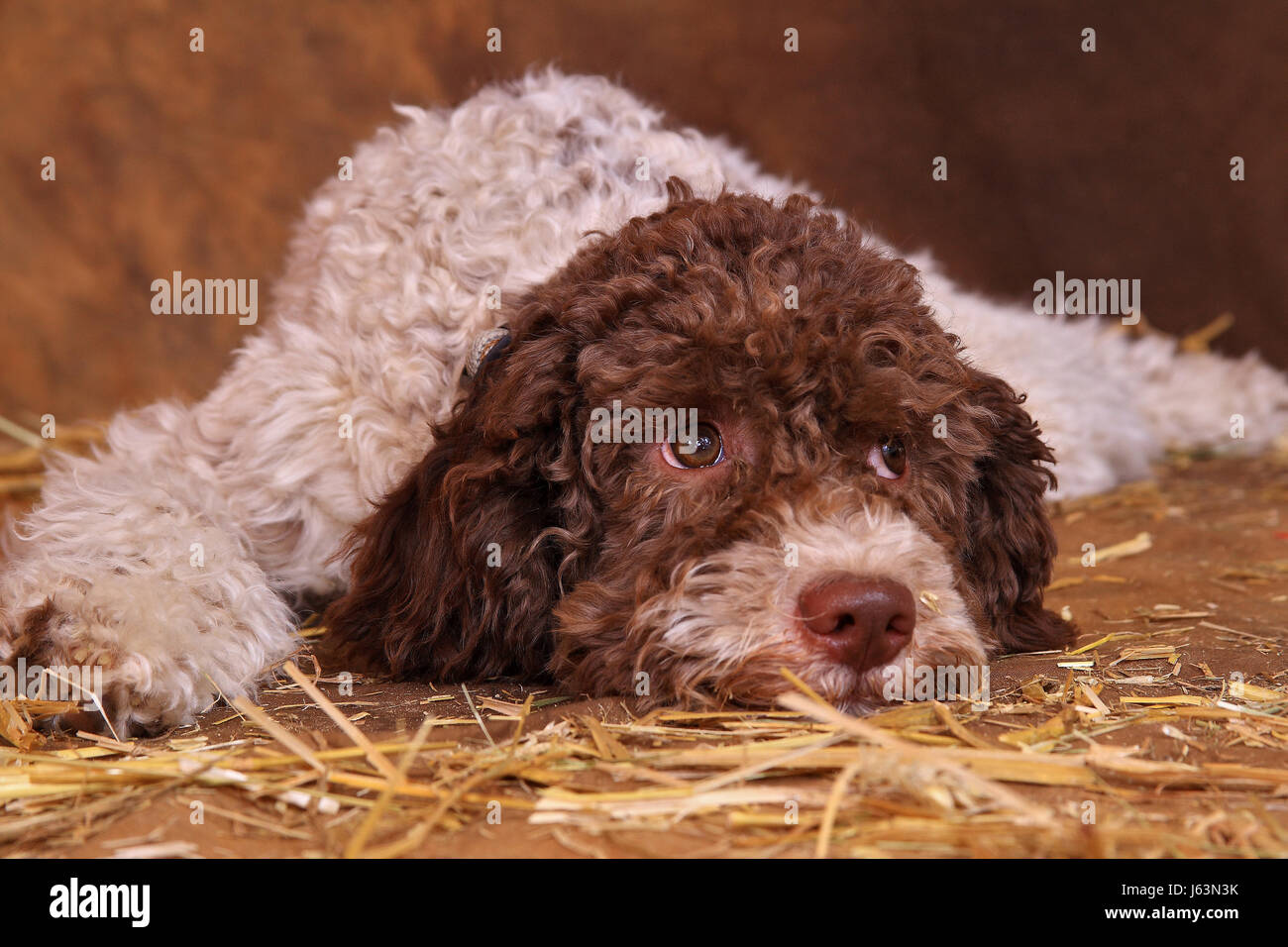 black swarthy jetblack deep black look glancing see view looking ...