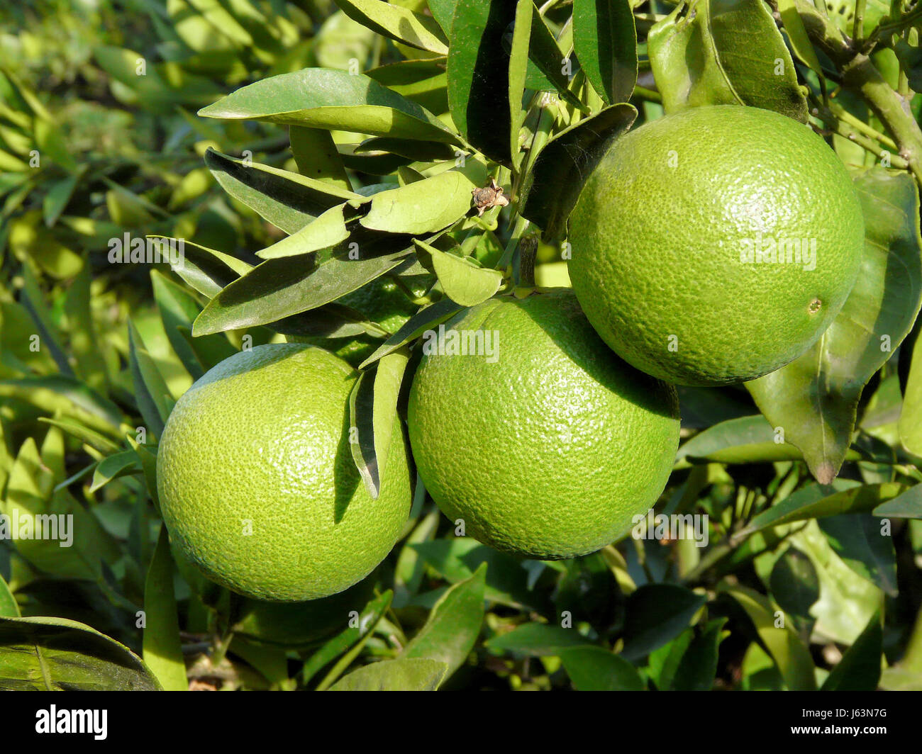 Agrumen hi-res stock photography and images - Alamy