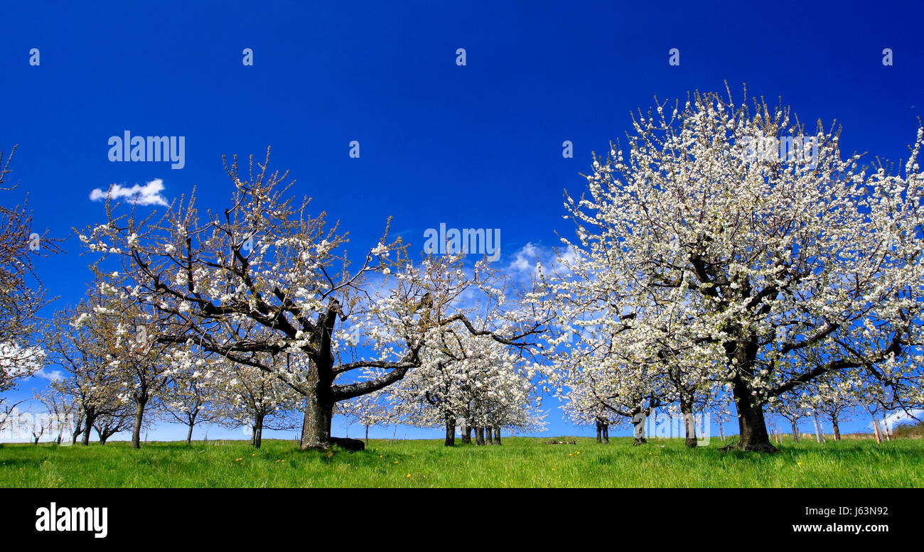 spring cherry blossom scenery countryside nature blue tree trees green ...