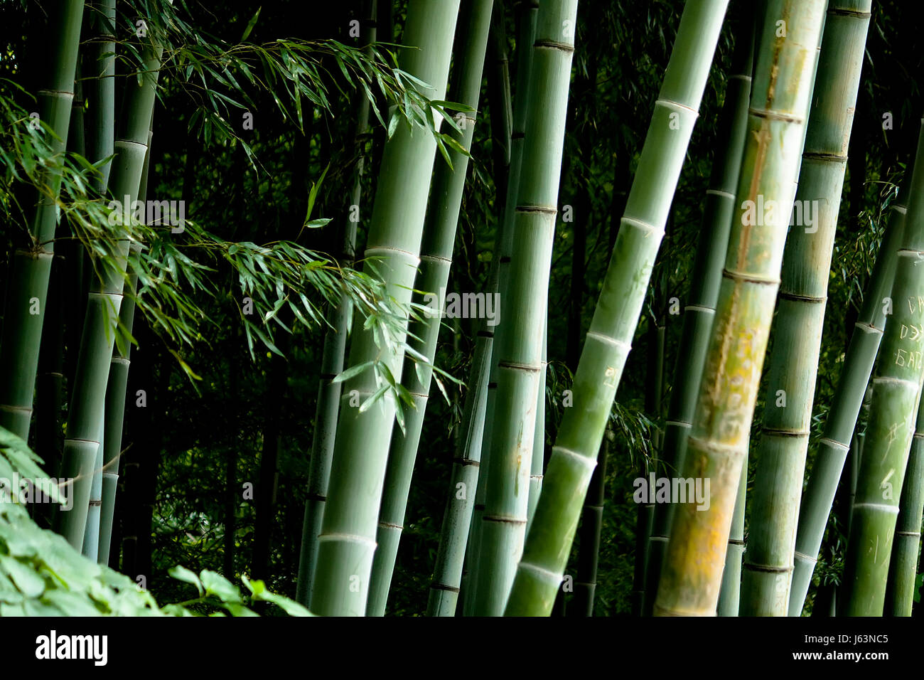 bamboo bamboo cane age elder old plant bamboo high names carved higher ...