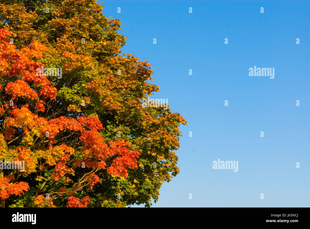leaf tree green golden seasonal red fall autumn blue branches stalk ...