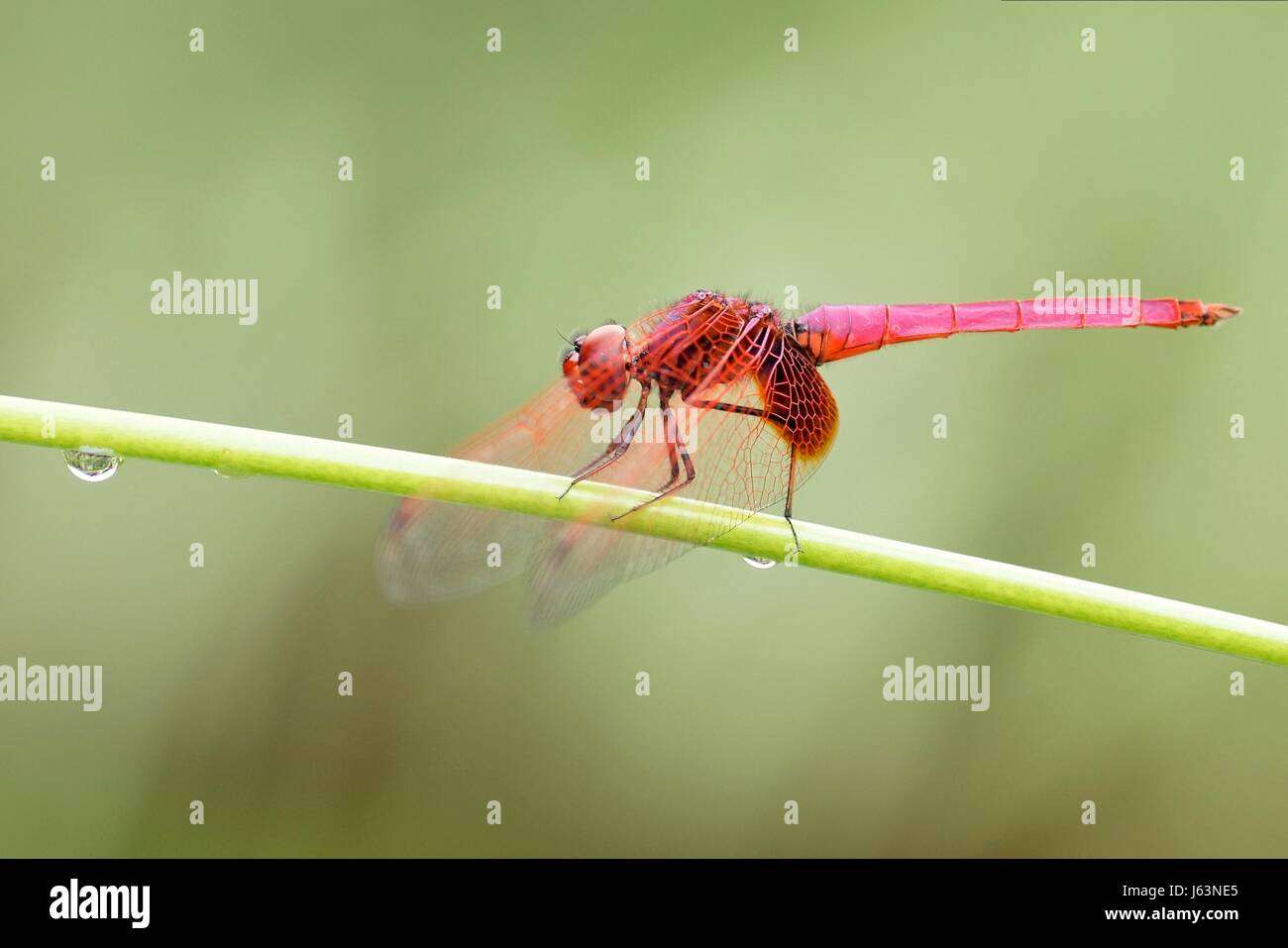 Dragonflies of asia hi-res stock photography and images - Alamy