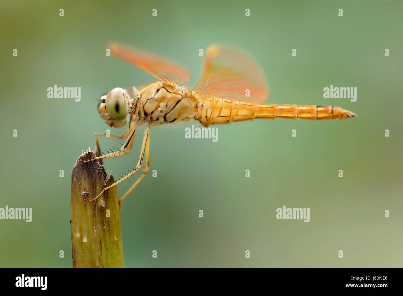 insect asia dragonfly dragonflies nature branch thailand heath put ...