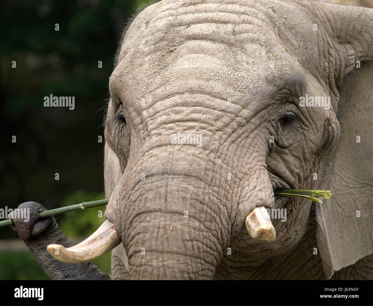 elephant strong proboscis thick fodder elephant ivory strong tusk ...
