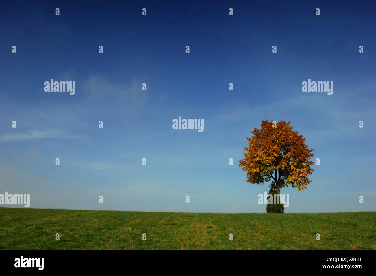 blue tree green season scenery countryside nature fall autumn blue tree ...
