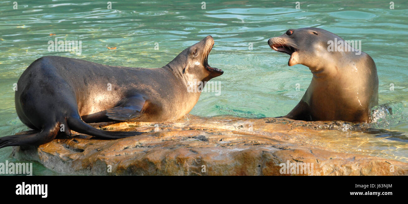 fight fighting animal mammal seal sea lion salt water sea ocean water ...